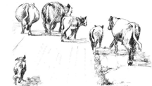 Mitchells Mountain Beef – Mitchell Cattle